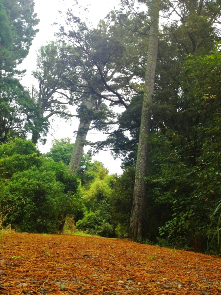 Invercargill heritage trail – Melanie Magowan